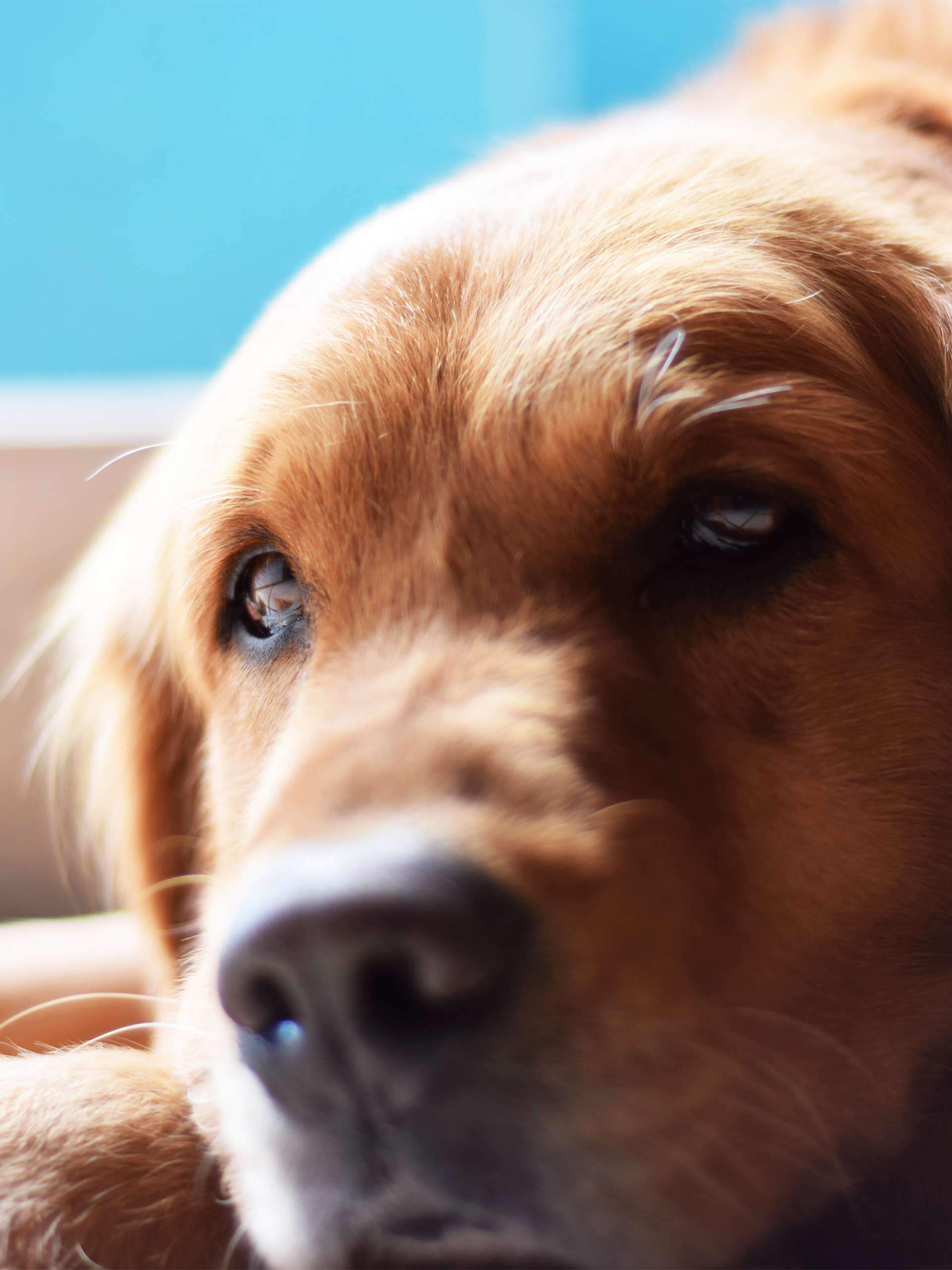 Woopets App - Creaticlap