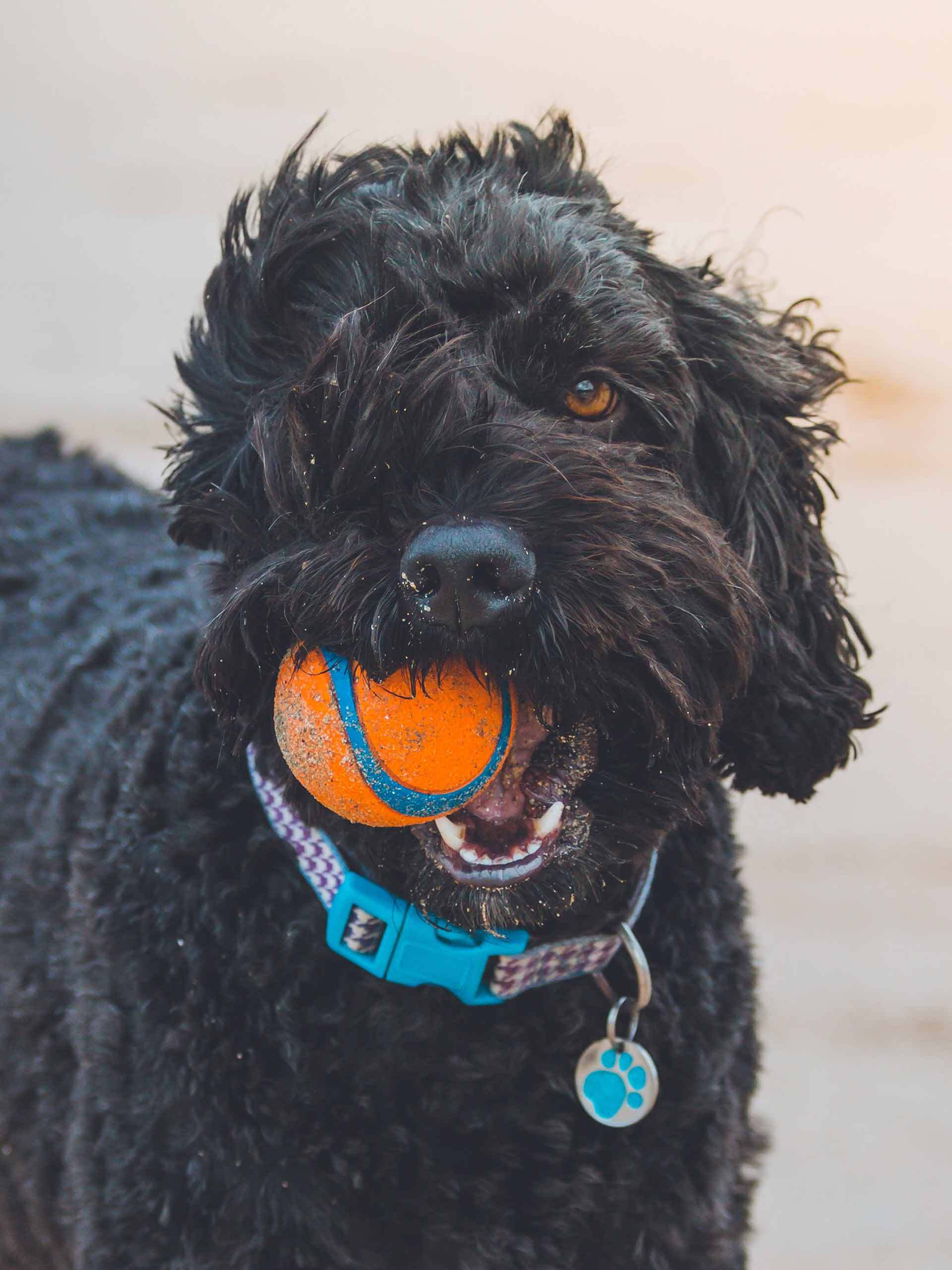 Woopets App - Creaticlap